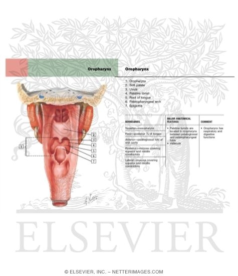 pharynx under microscope labeled