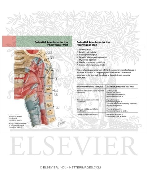 Muscles of Pharynx: Median (Saggittal) Section Musculature of Pharynx ...