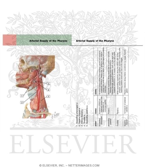 Arteries of Oral and Pharyngeal Regions Arterial Supply of the Mouth ...