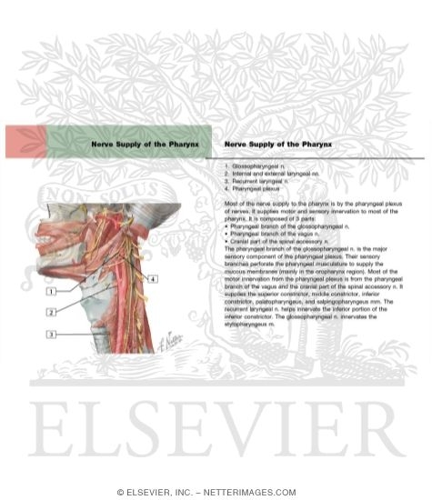 Nerve Supply of the Pharynx