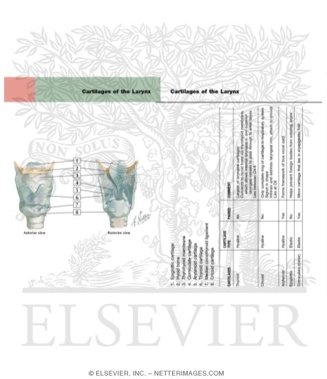 Cartilages of Larynx