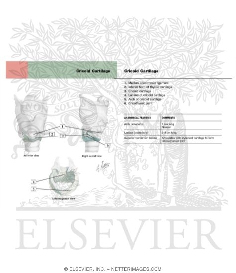 Cricoid Cartilage