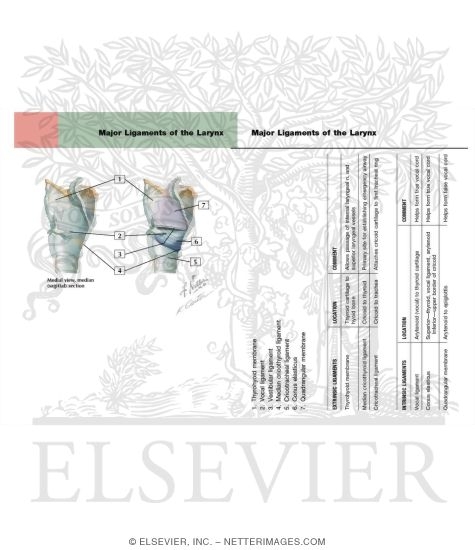 Membranes and Ligaments of the Larynx