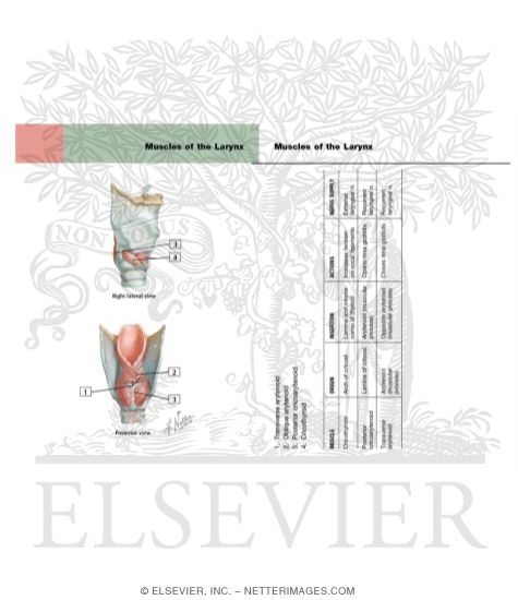 Muscles of the Larynx