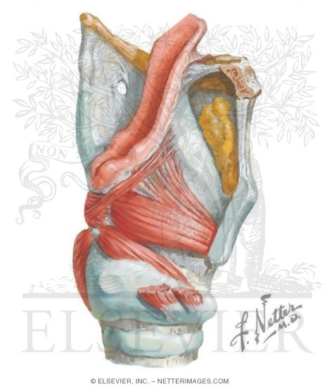 Muscles of the Larynx