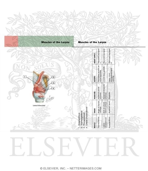 Muscles of the Larynx