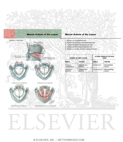 Action of Intrinsic Muscles of Larynx