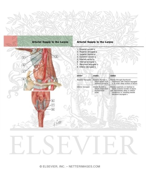 Arterial Supply of the Larynx