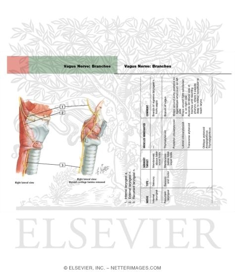 Motor and Sensory Branches From the Vagus Nerve