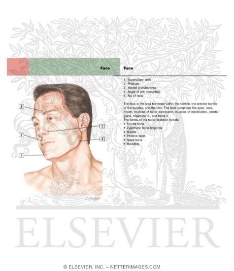 Head and Neck: Surface Anatomy