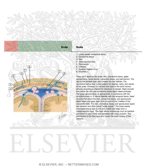 Meninges and Superficial Cerebral Veins