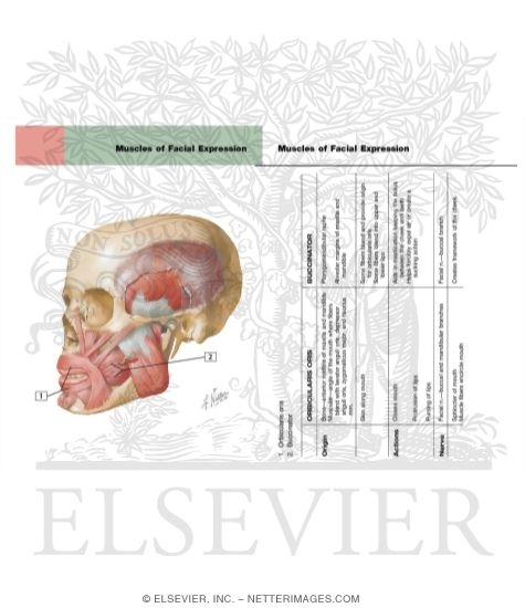 Temporal Region: Muscles of Mastication