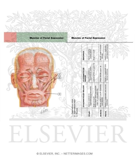 Muscles of Facial Expression: Oral Group