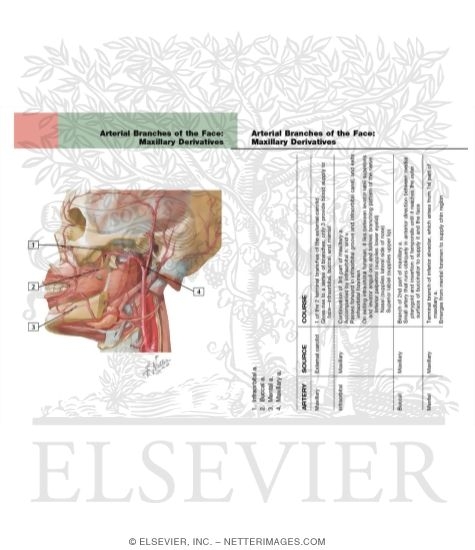 Vascular Supply Of The Lips And Cheek