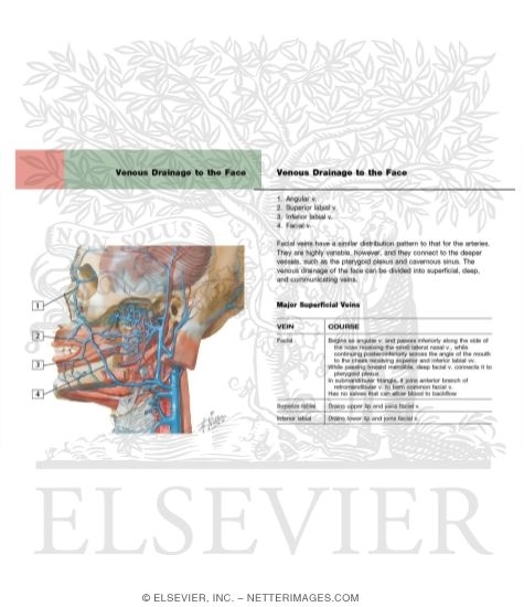 Face Vascular Anatomy