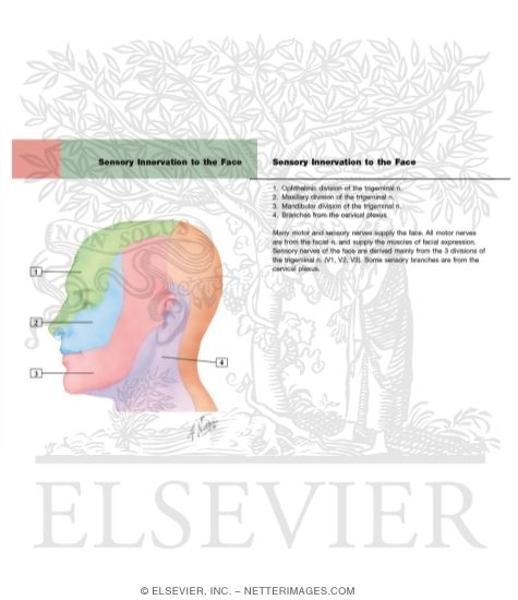 Nerve Supply of the Face: General Information