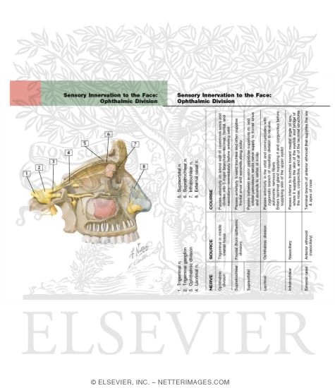 Opthalmic (V1) and Maxillary (V2) Nerves