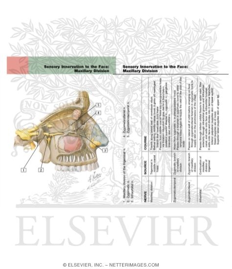 Opthalmic (V1) and Maxillary (V2) Nerves
