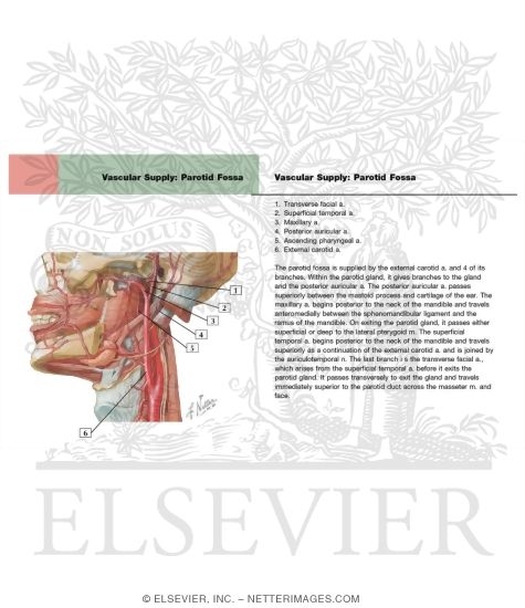 Contents of the Parotid Bed: Vascular Supply