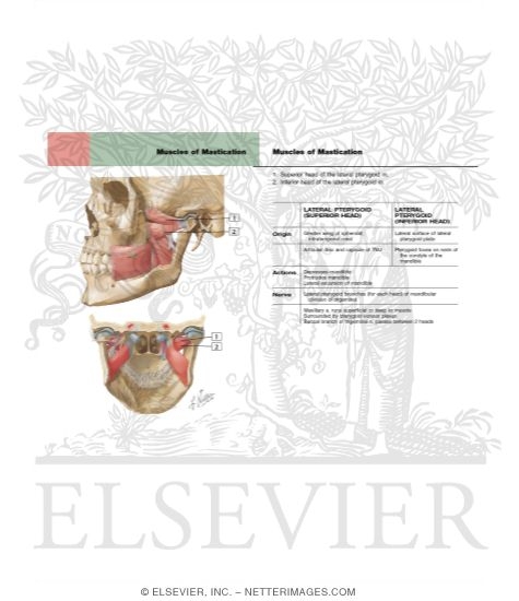 Muscles Involved in Mastication