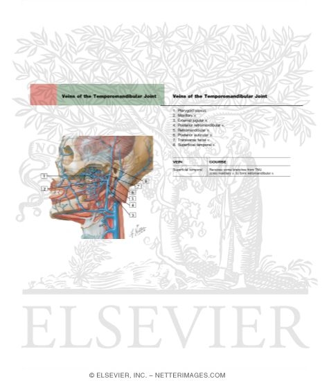 Face Vascular Anatomy