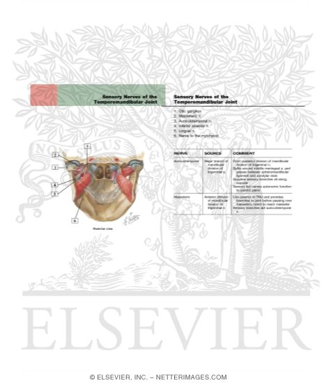 Posterior and Lateral Muscles Involved In Mastication