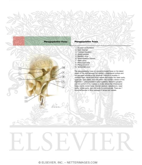 Borders and Openings of the Pterygopalatine Fossa