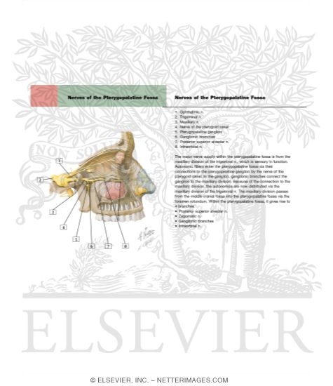 Opthalmic (V1) and Maxillary (V2) Nerves