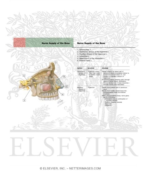 Opthalmic (V1) and Maxillary (V2) Nerves