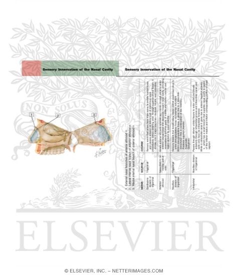 Nerve Supply of the Nose