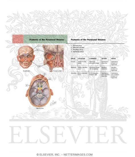 Features of the Paranasal Sinuses