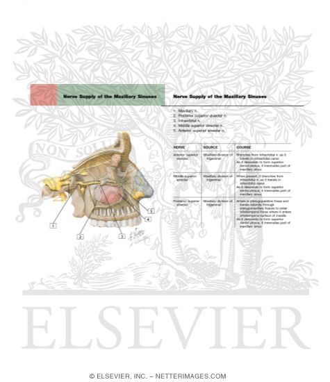 Maxillary Sinus: Nerve Supply