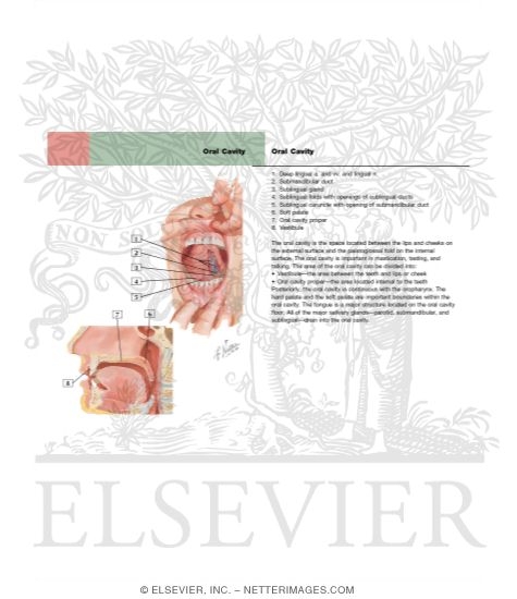 Oral Cavity