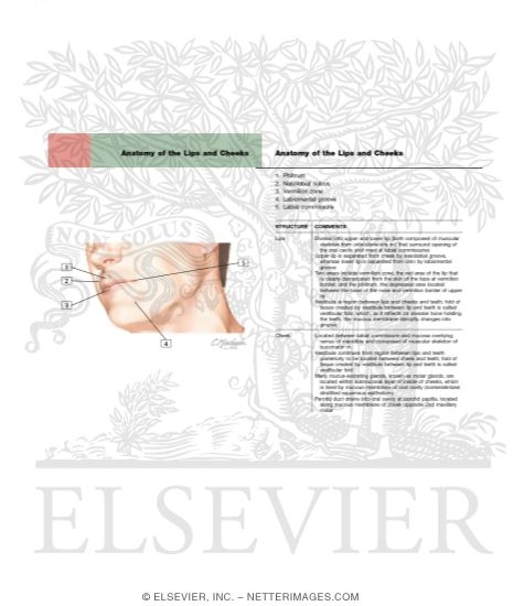 External Features of the Oral Cavity