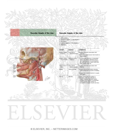 Vascular Supply of the Lips and Cheek