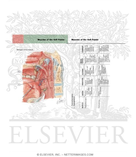 Oral Cavity: Palate