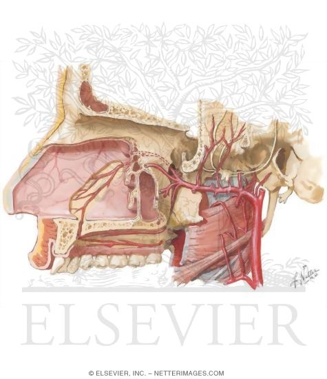 Arterial Supply of the Oral Cavity
