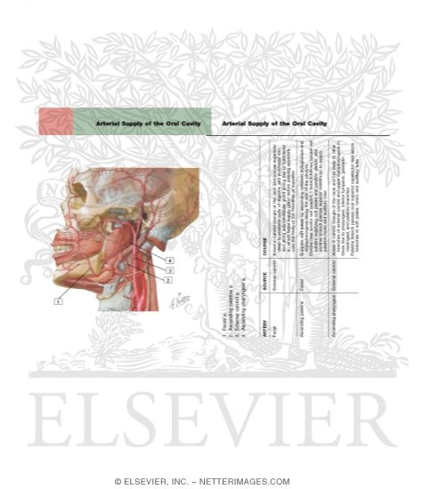 Vascular Supply of the Lips and Cheek