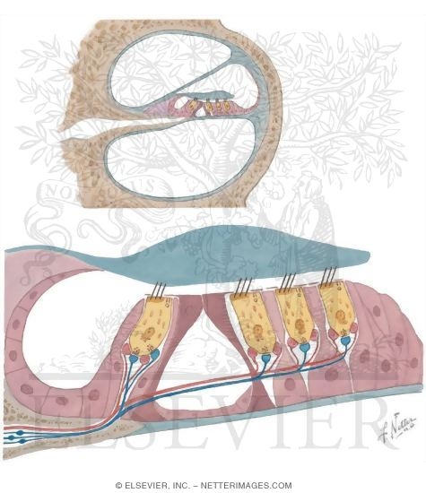 Cochlear Duct