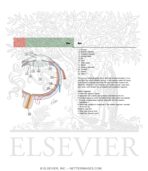 Vascular Supply of the Eye