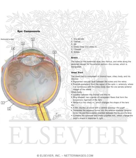 Anatomy of the Eyeball