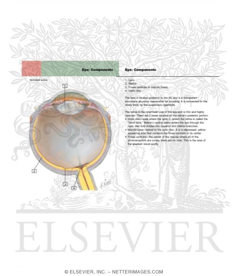 Anatomy of the Eyeball