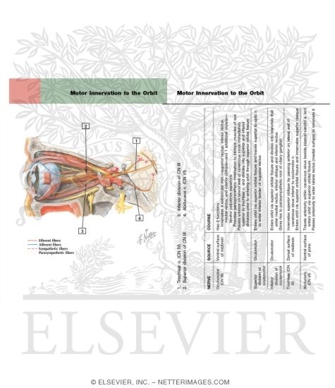 Oculomotor (III), Trochlear (IV) and Abducent (VI) Nerves: Schema