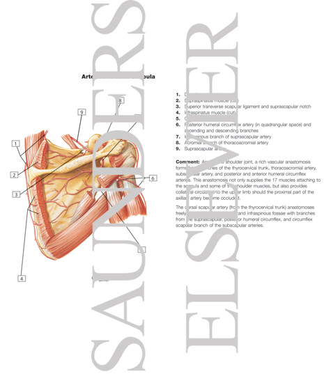 Axillary Artery and Anastomoses Around Scapula