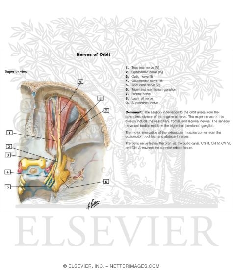 Nerves of Orbit