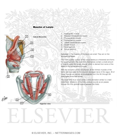 Muscles of Larynx