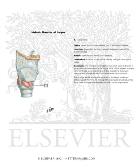 Intrinsic Muscles of Larynx