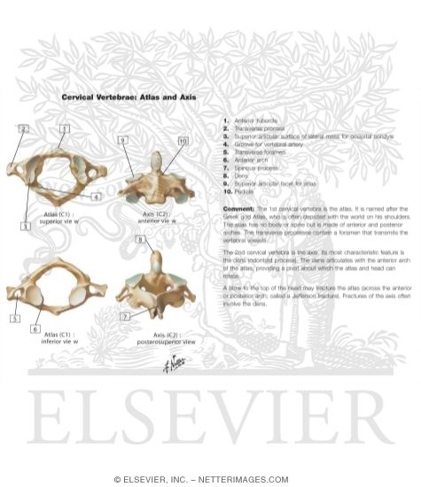 axis bone diagram labeled