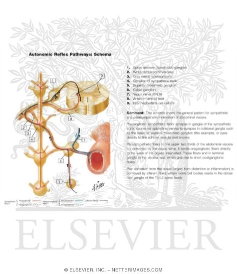 Autonomic Reflex Pathways: Schema