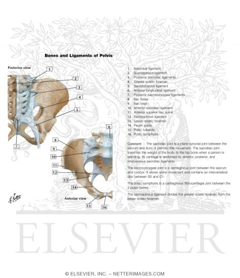 Bones and Ligaments of Pelvis